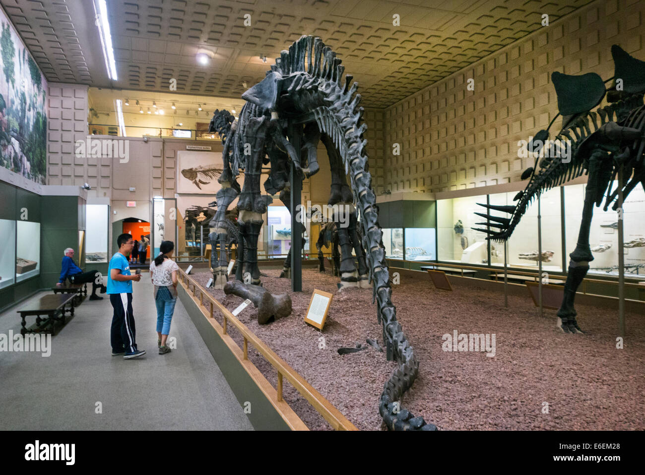 Brontosaurus america museum hi-res stock photography and images - Alamy