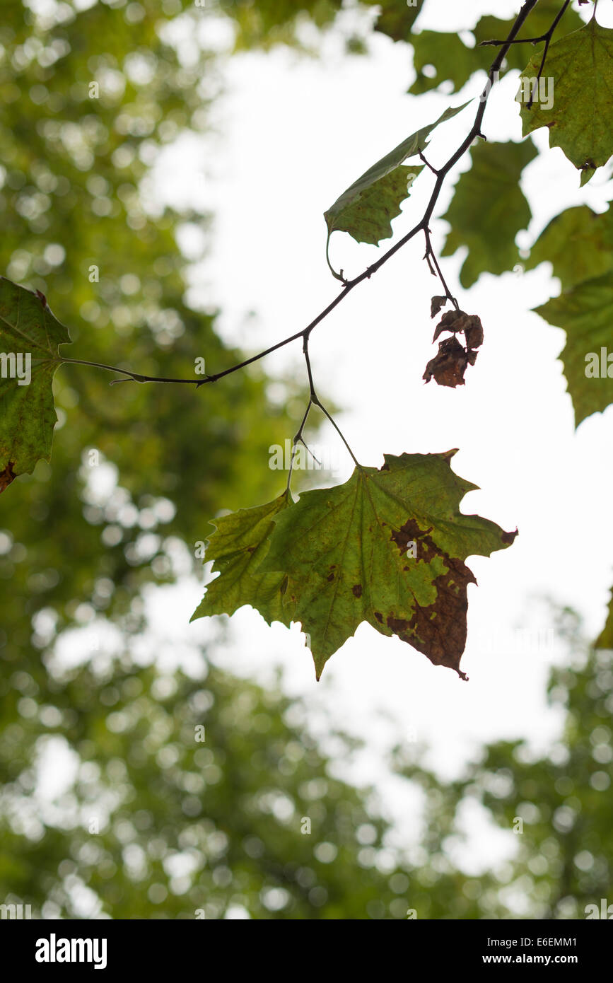Sycamore leaf bud hi-res stock photography and images - Alamy