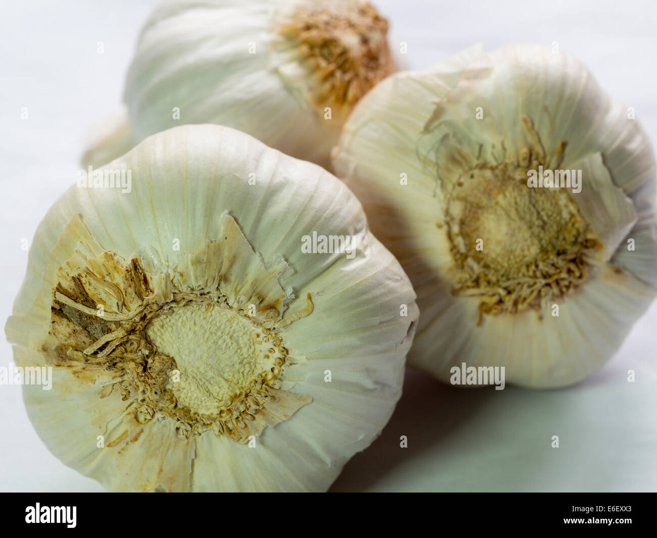 Alliu hi-res stock photography and images - Alamy