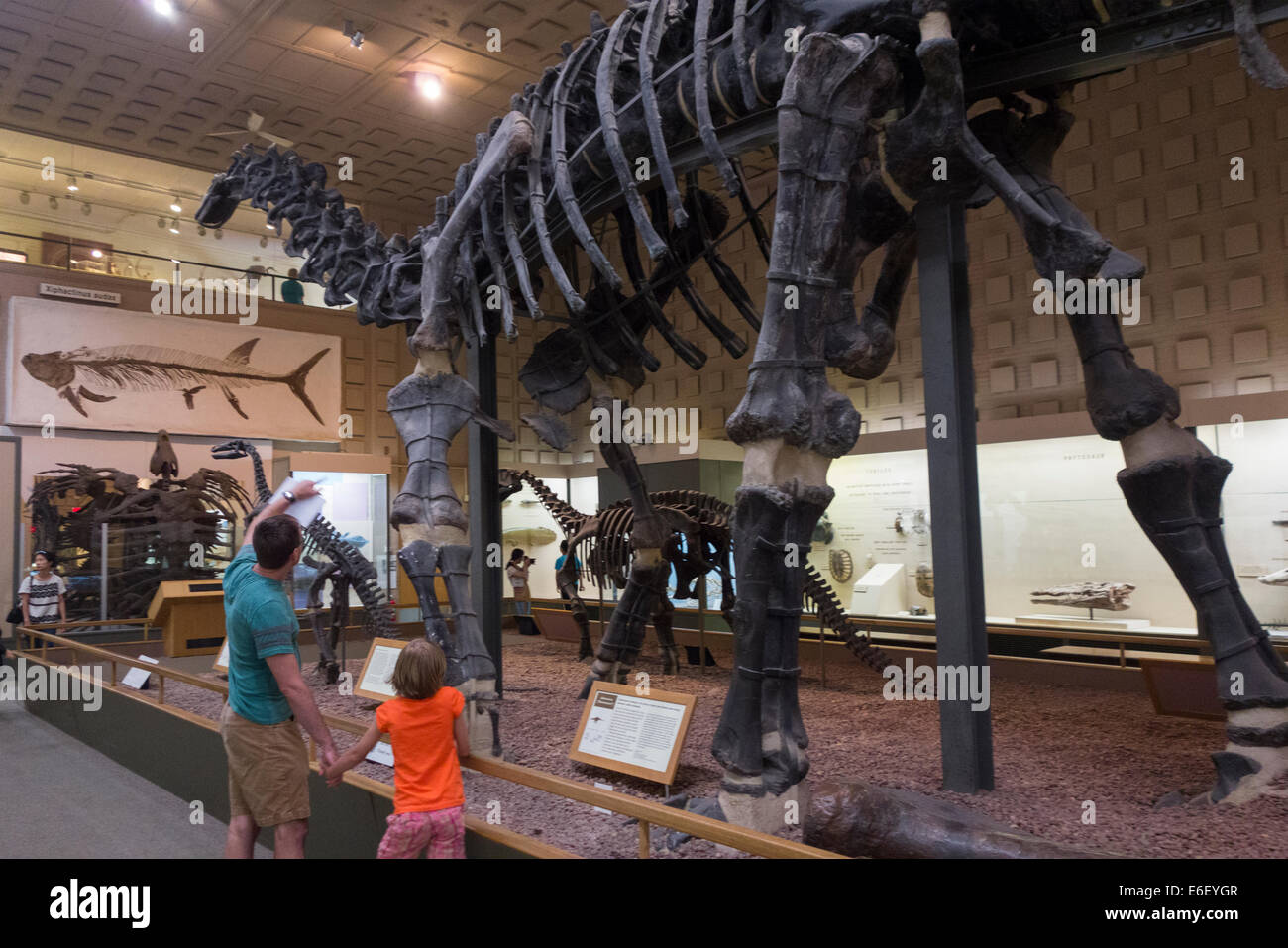 Peabody Museum of Natural History Yale University Stock Photo - Alamy