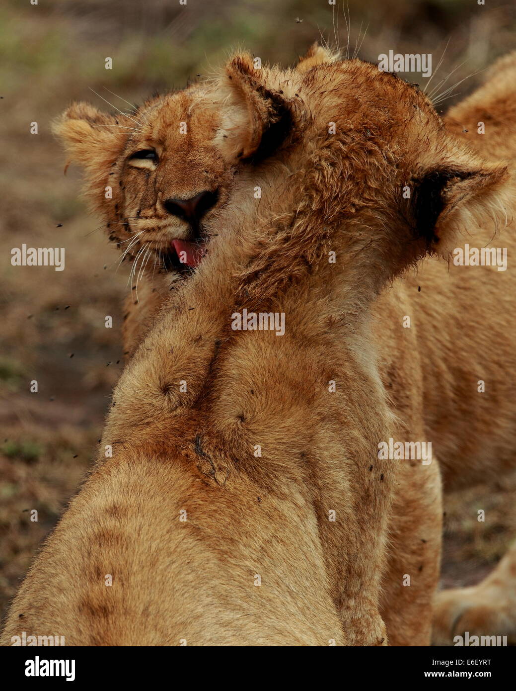 Lion bonding hi-res stock photography and images - Alamy