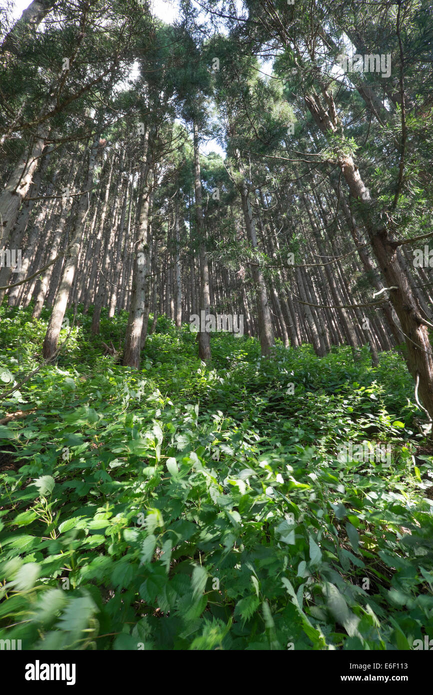 Pine Tree Forest Japan High Resolution Stock Photography and Images - Alamy