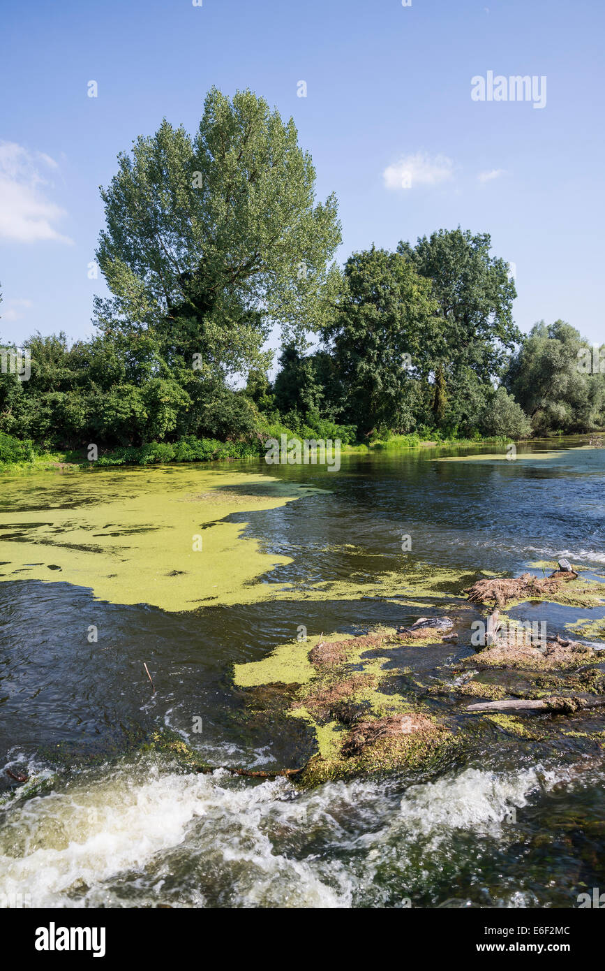 River Bosut near Vinkovci, Slavonia, Croatia Stock Photo - Alamy