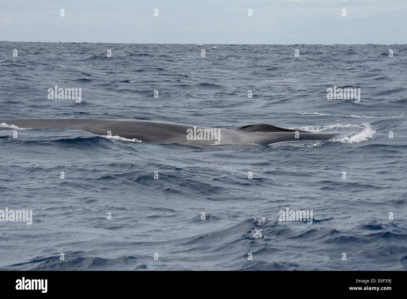 Fin whale balaenoptera physalus hi-res stock photography and images - Alamy