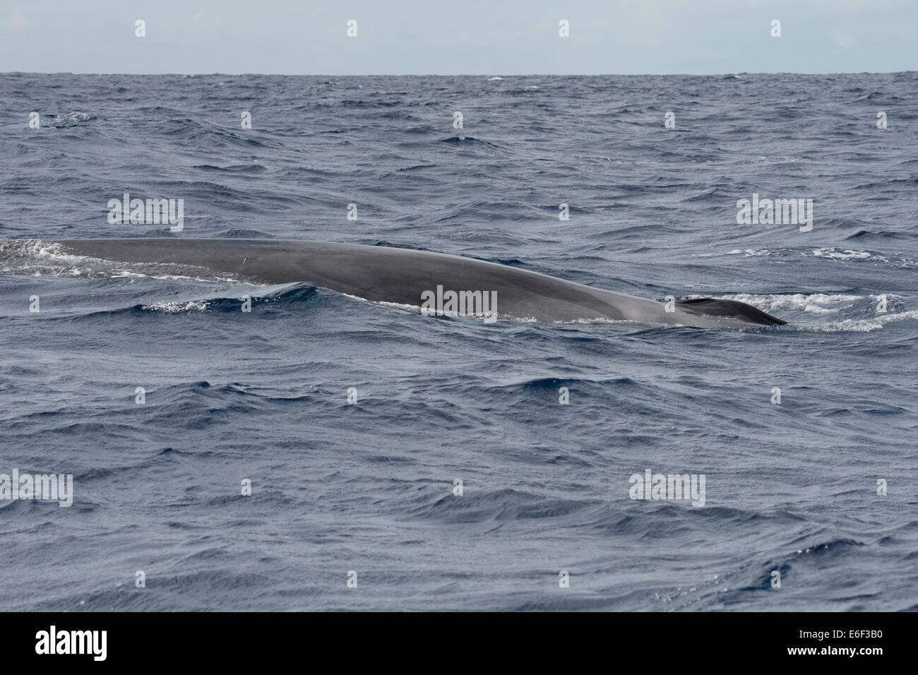 Fin Whale Balaenoptera Physalus Stock Photos & Fin Whale Balaenoptera ...