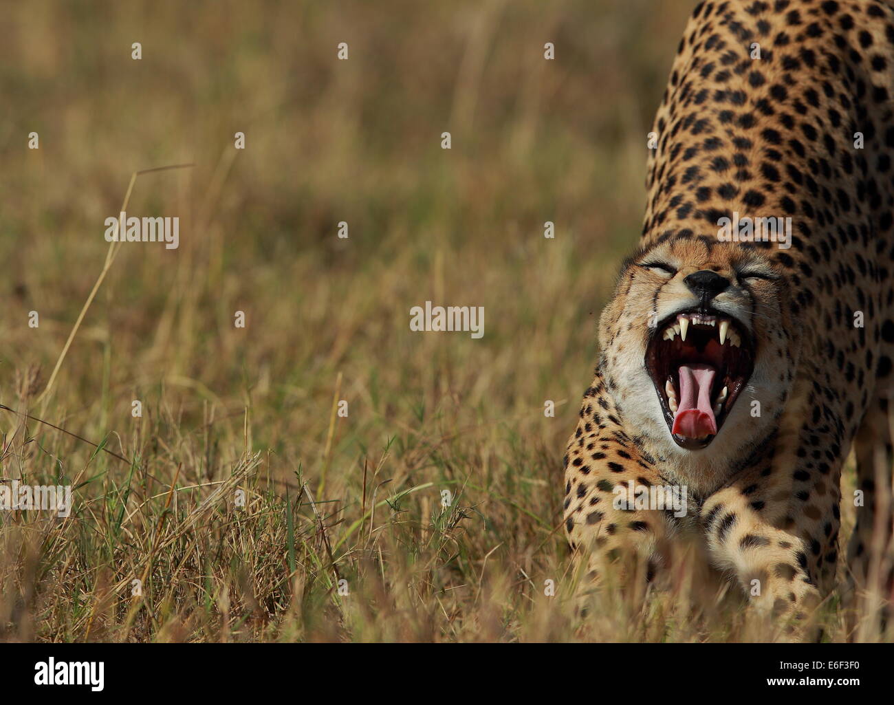 Yawning cheetah hi-res stock photography and images - Alamy
