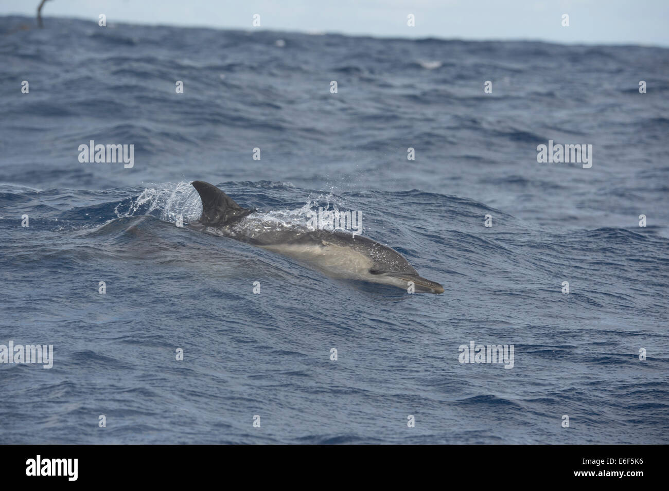 Short-beaked Common Dolphin, Delphinus delphis, porpoising in big waves, near Pico, Azores ...