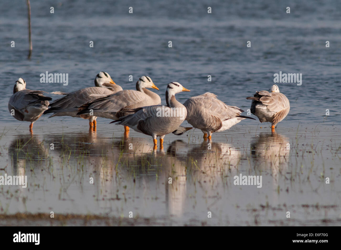 Bar-headed Goose ( Anser indicus Stock Photo - Alamy