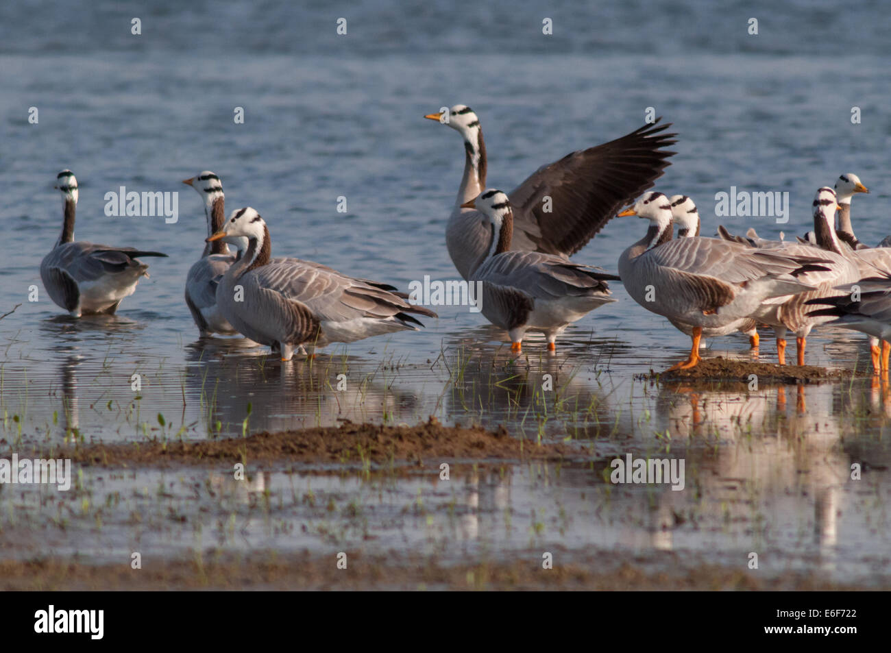Bar-headed Goose ( Anser indicus Stock Photo - Alamy