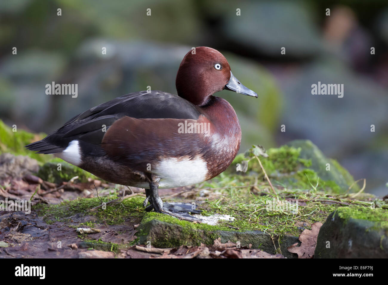 Ferruginous ducks aythya nyroca hi-res stock photography and images - Alamy