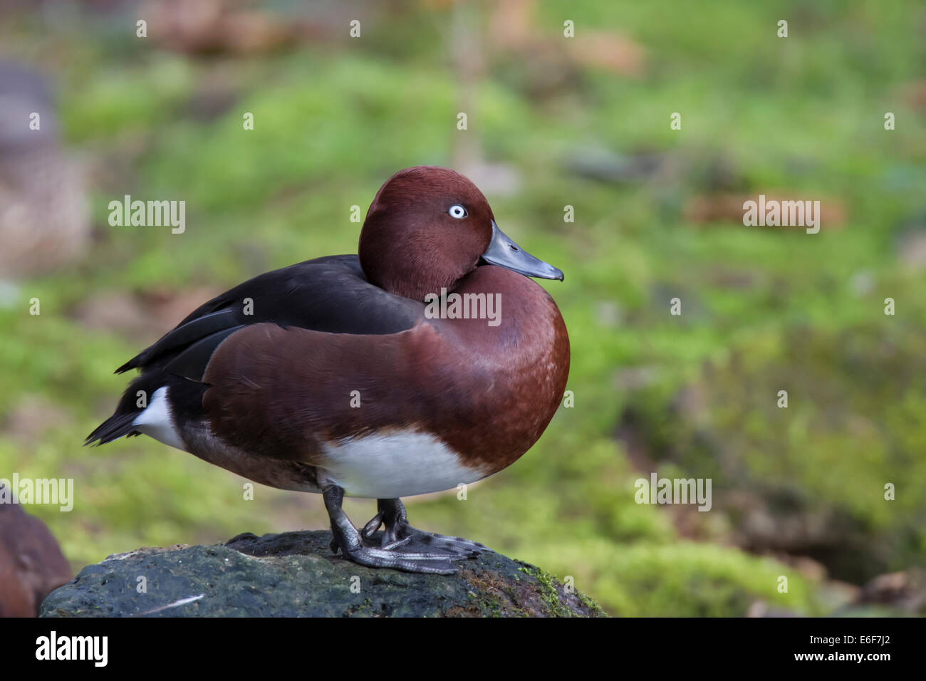 Aythya nyroca Ferruginous Duck Ferruginous Pochard Moorente Stock Photo ...