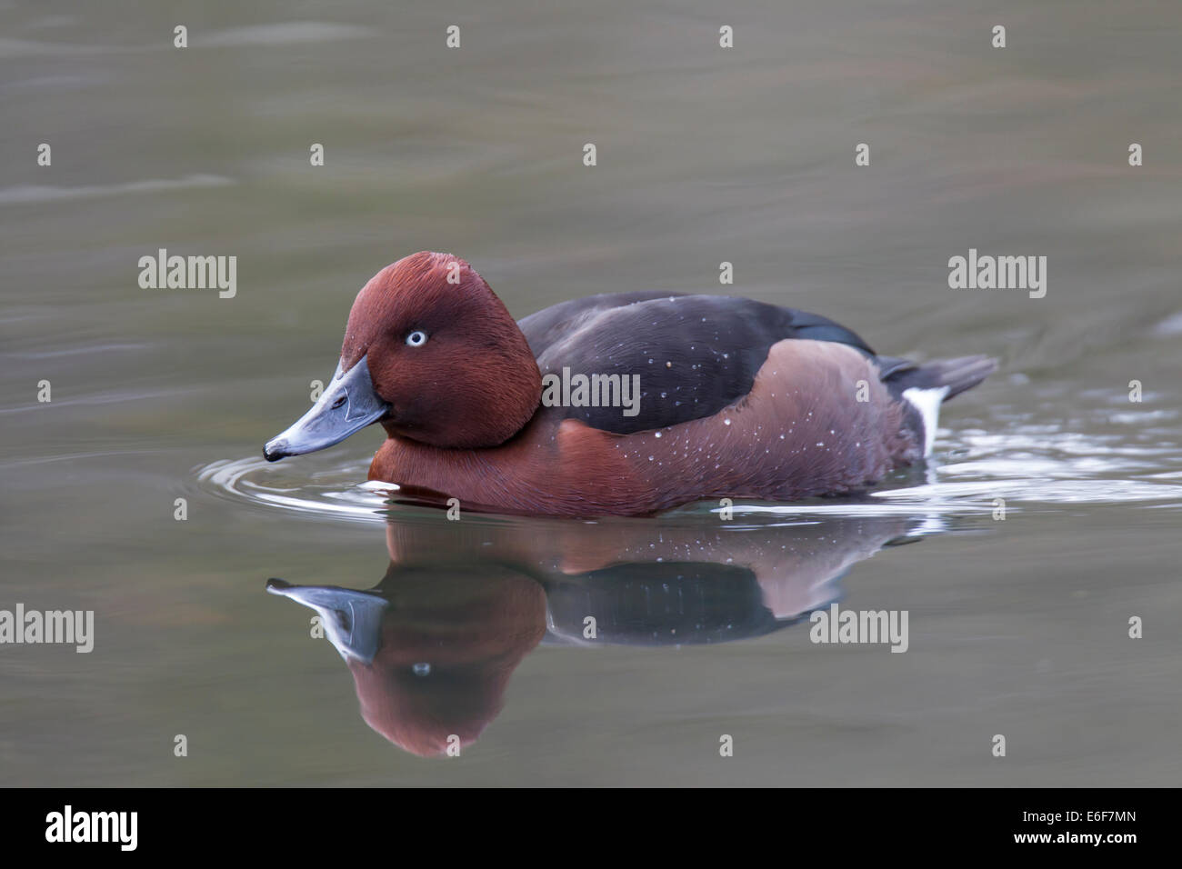 Aythya nyroca Ferruginous Duck Ferruginous Pochard Moorente Stock Photo ...