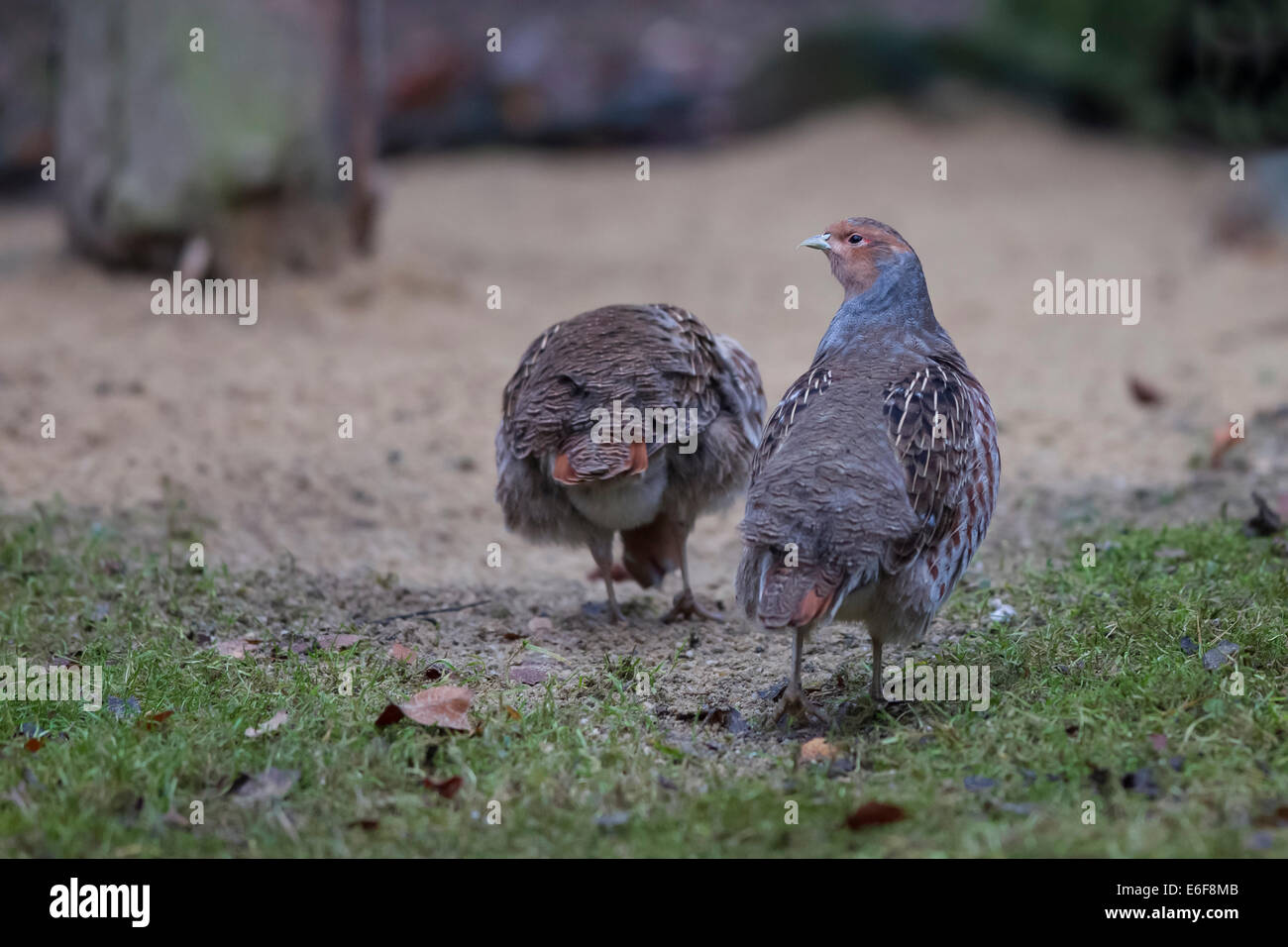 Rebhuhn Perdix perdix English partridge Hungarian Stock Photo - Alamy