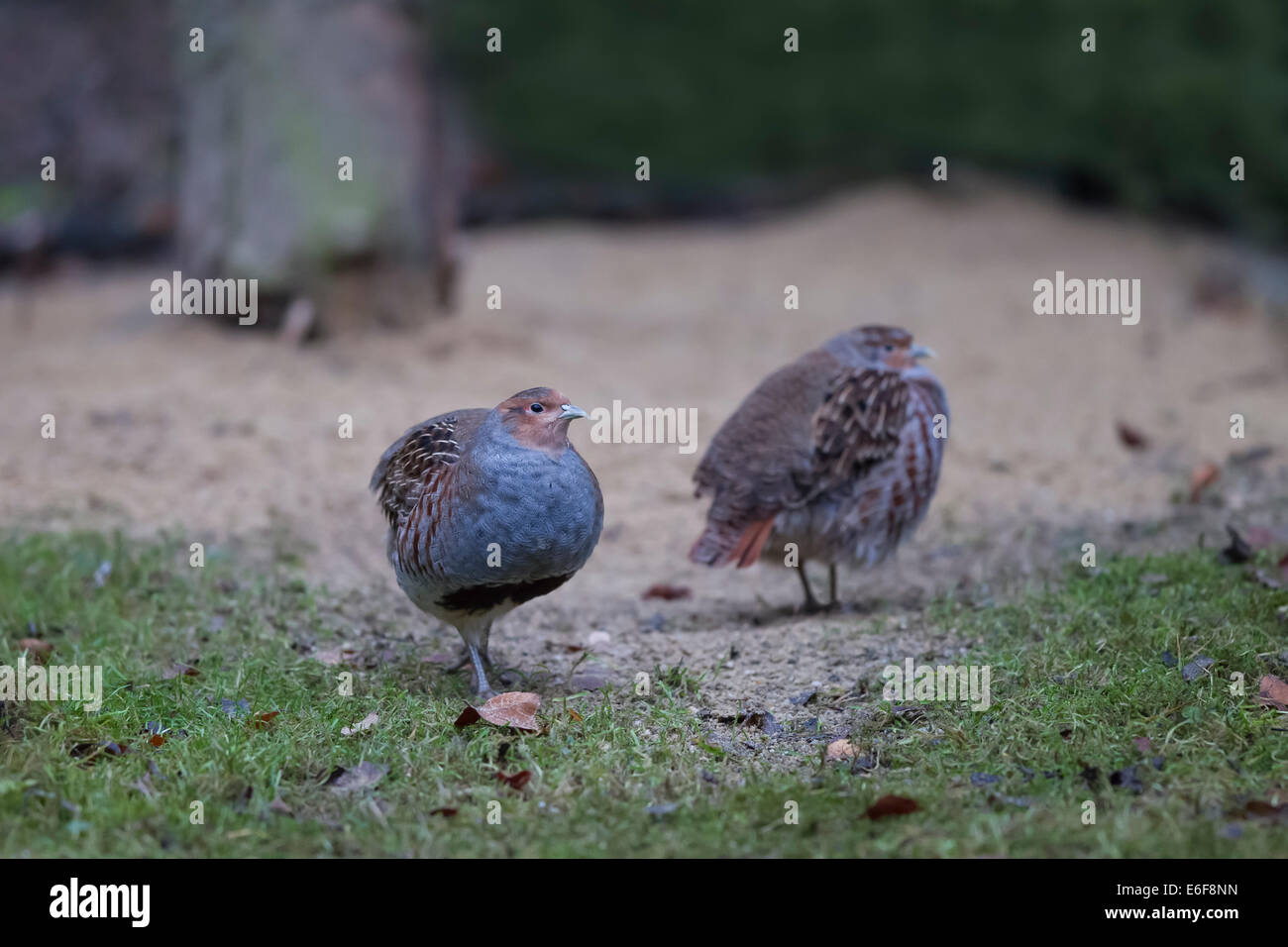 Rebhuhn Perdix perdix English partridge Hungarian Stock Photo - Alamy