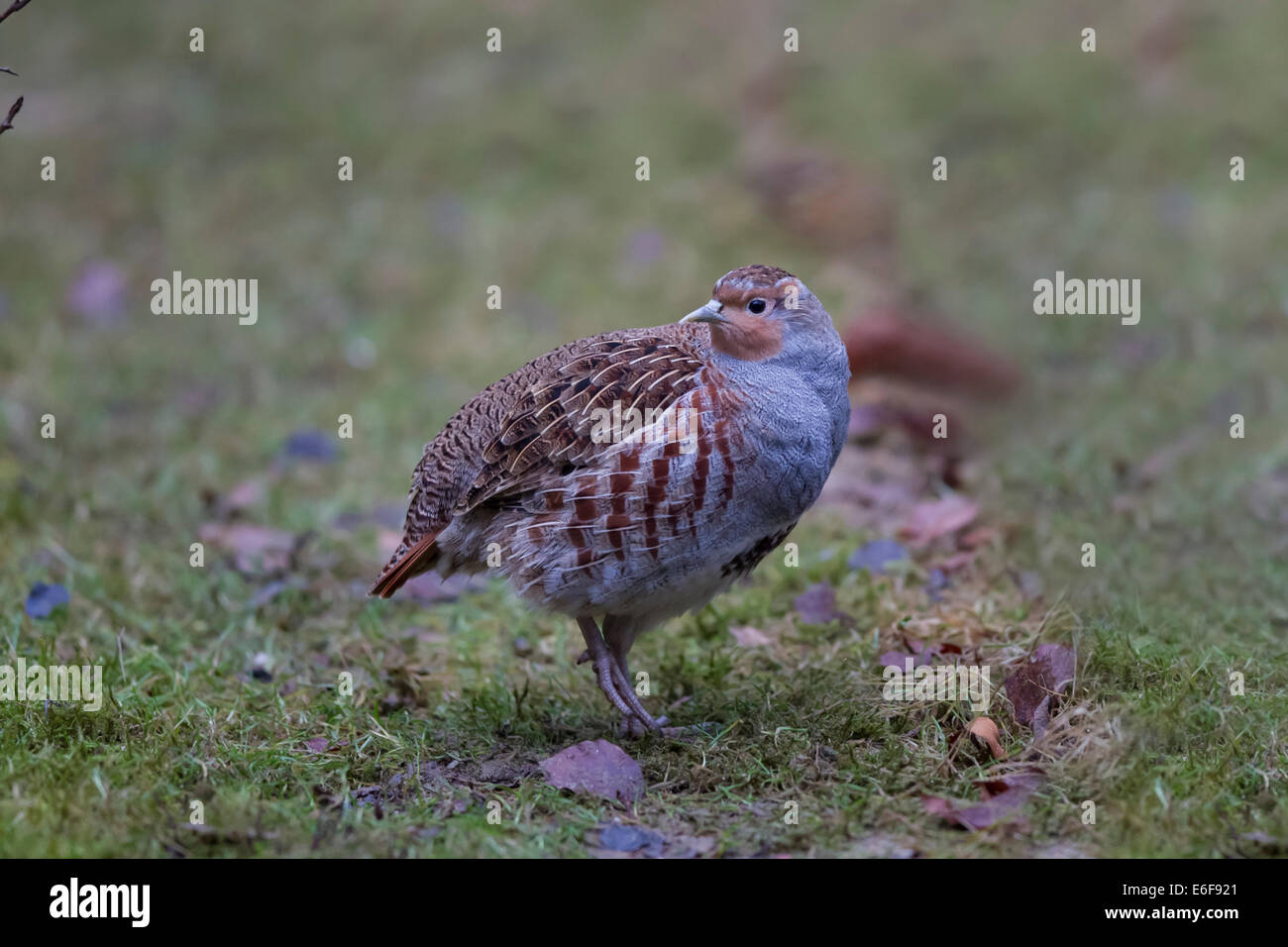 Rebhuhn Perdix perdix English partridge Hungarian Stock Photo - Alamy