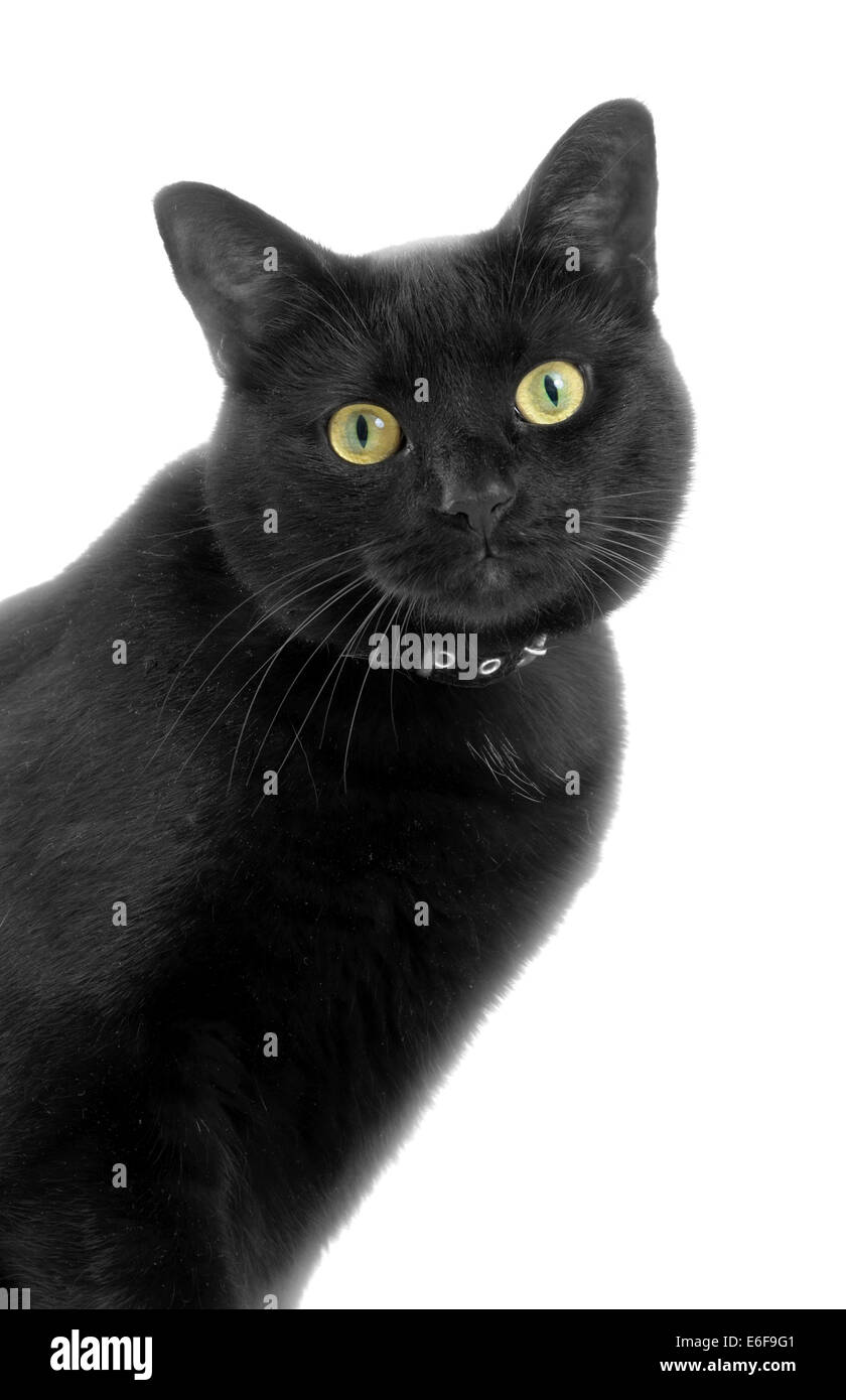 Black cat portrait Stock Photo - Alamy