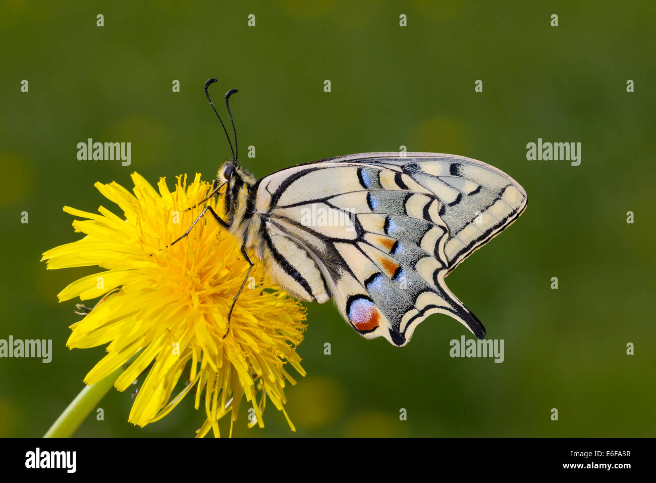 Common Yellow Swallowtail Old World Swallowtail Swallowtail papilio machaon schwalbenschwanz ...
