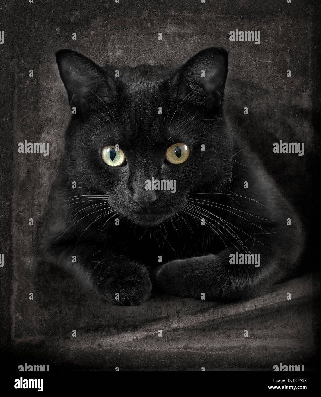 Black cat portrait Stock Photo - Alamy