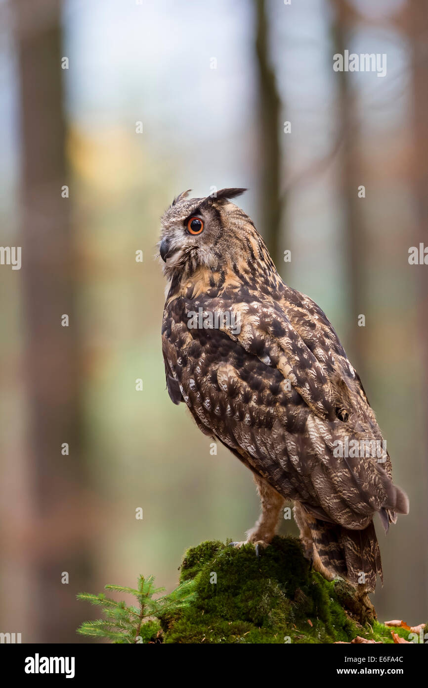 Eurasian Eagle Owl bubo bubo Uhu Eulen Stock Photo - Alamy