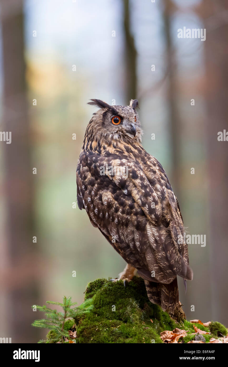 Eurasian eagle owl hi-res stock photography and images - Alamy