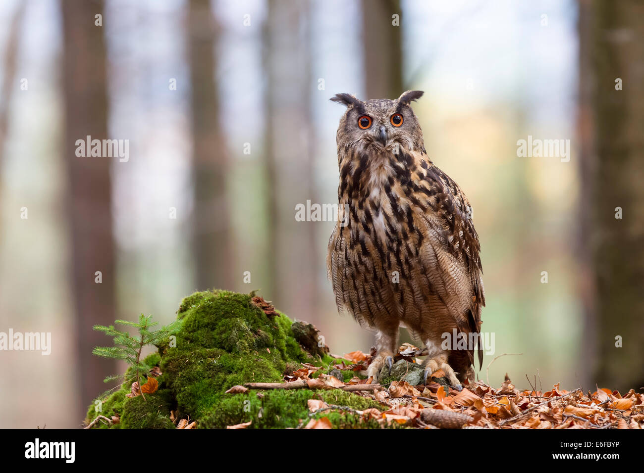Eurasian Eagle Owl bubo bubo Uhu Eulen Stock Photo - Alamy