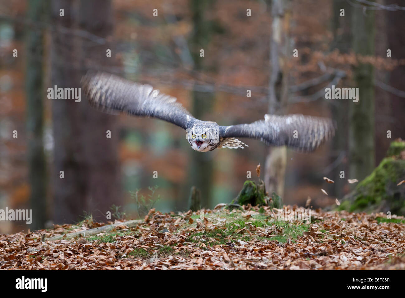 Bubo virginianus Great Horned Owl Virginia Uhu Stock Photo - Alamy