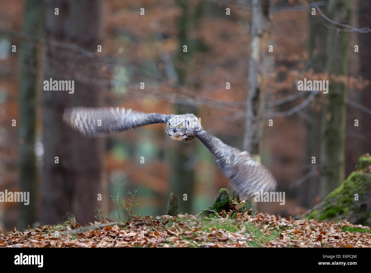 Bubo virginianus Great Horned Owl Virginia Uhu Stock Photo - Alamy