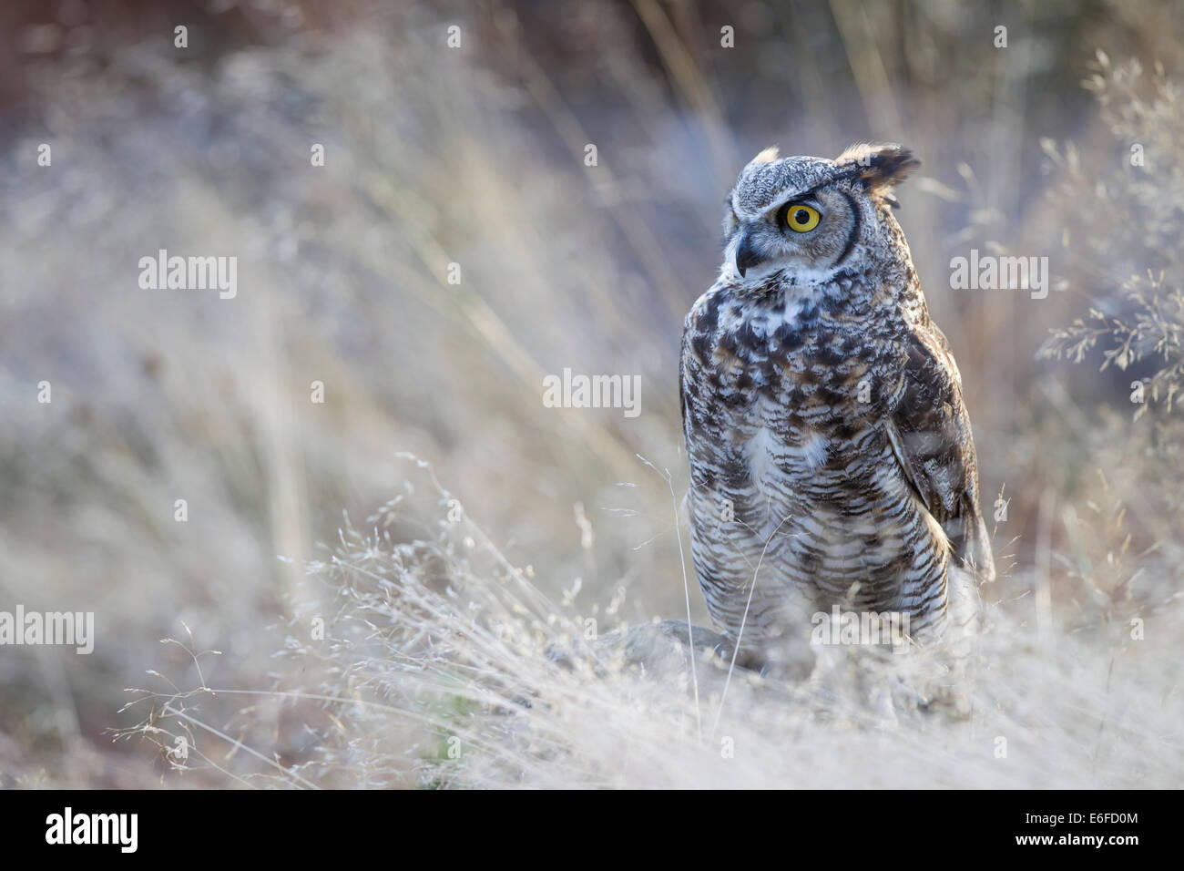 Bubo virginianus Great Horned Owl Virginia Uhu Stock Photo - Alamy