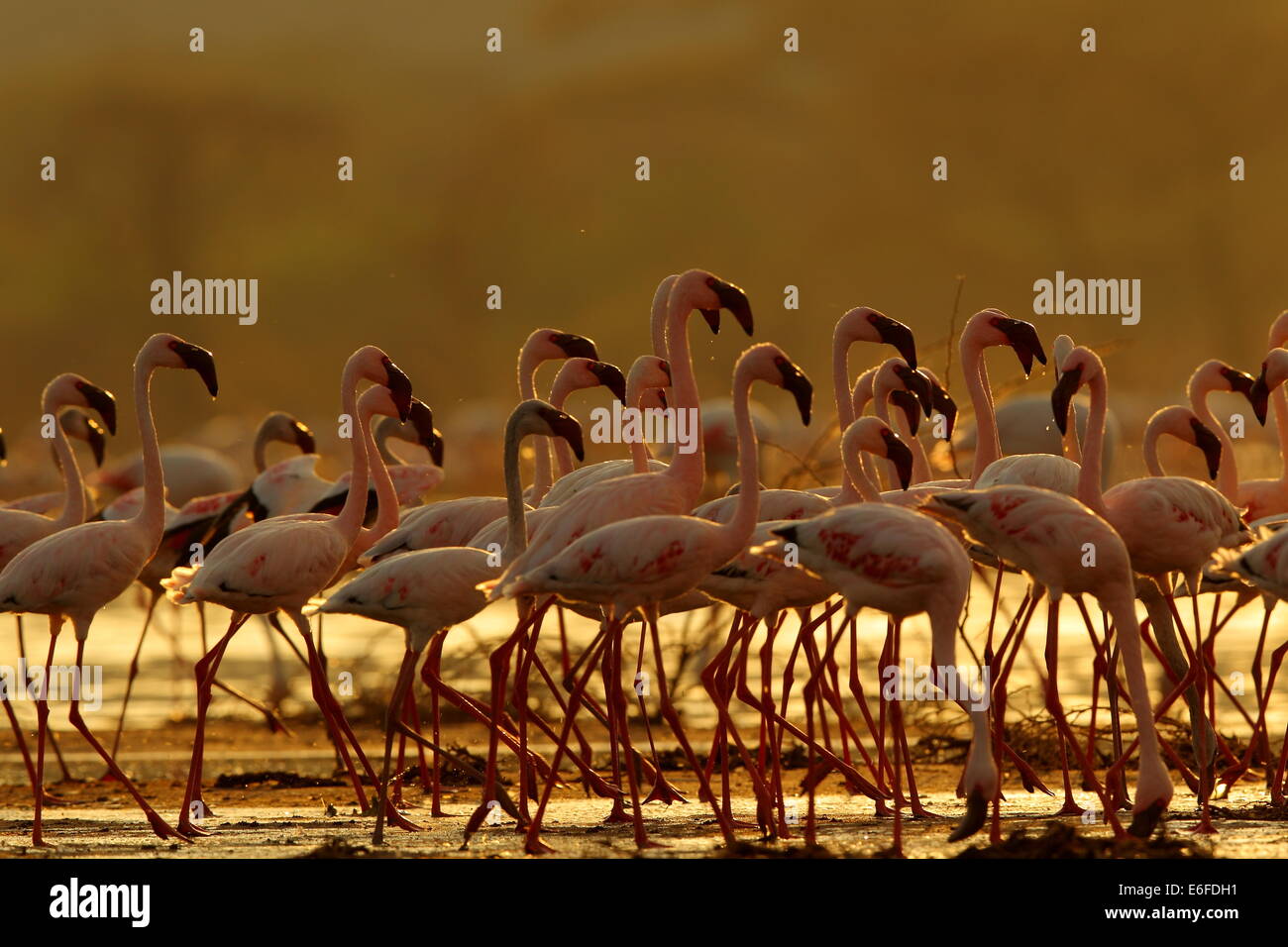 Greater Flamingos and Lesser Flamingos of Nakuru National Park, Kenya ...