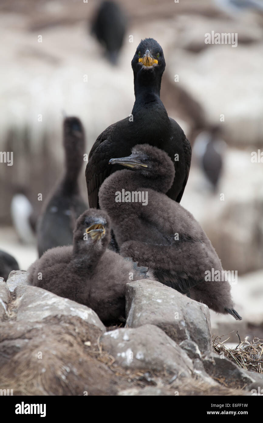 Black shag hi-res stock photography and images - Alamy
