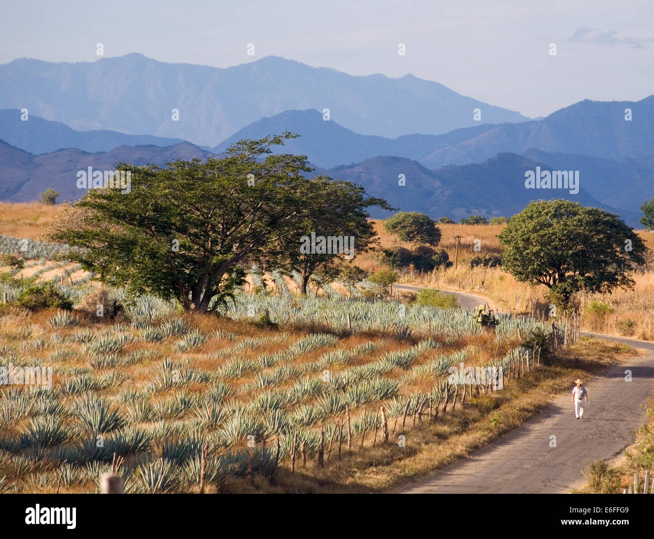 Agave tequilana field hi-res stock photography and images - Alamy
