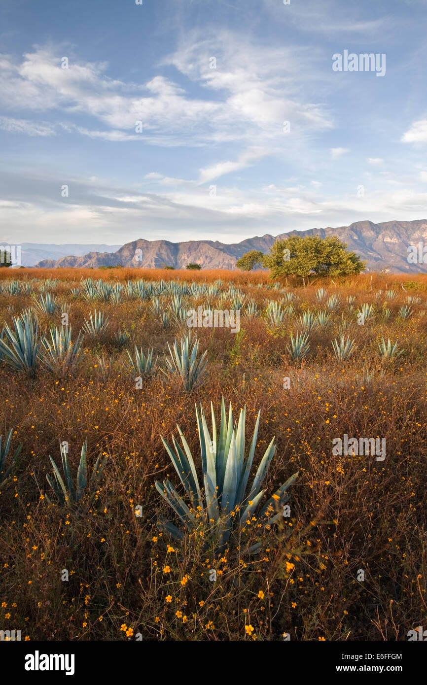 Blue agave cactus field at sunset near Tequila, Jalisco, Mexico Stock ...