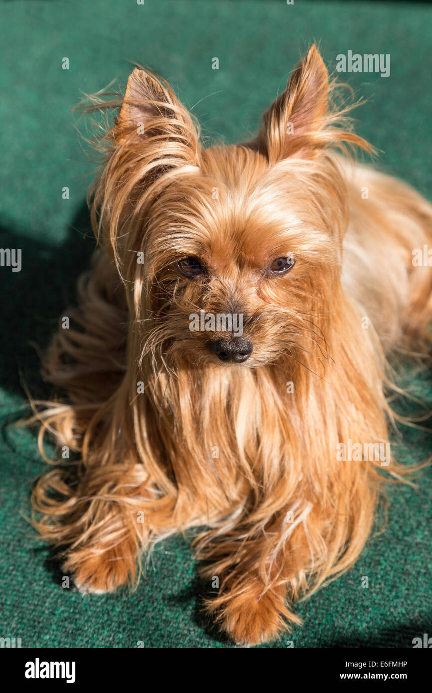 Yorkshire breed dog hi-res stock photography and images - Alamy