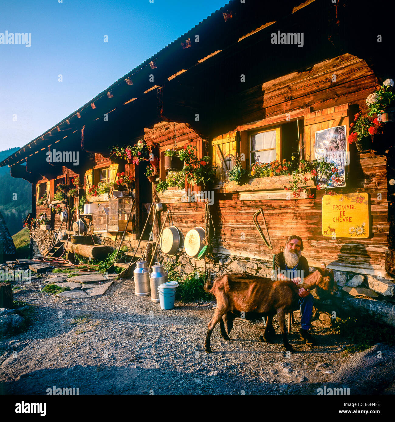 Goatherd petting a goat in front of his chalet at sunset, Les Lindarets ...