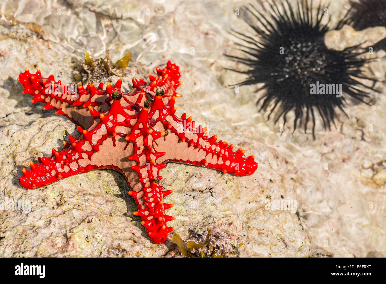 Indian ocean starfish hi-res stock photography and images - Alamy