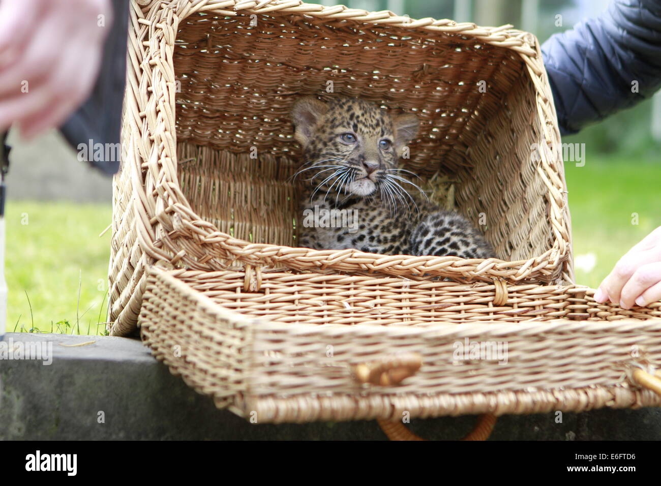 Berlin, Germany. 22nd Aug, 2014. On June 17, 2014, a Java-Leopard was ...
