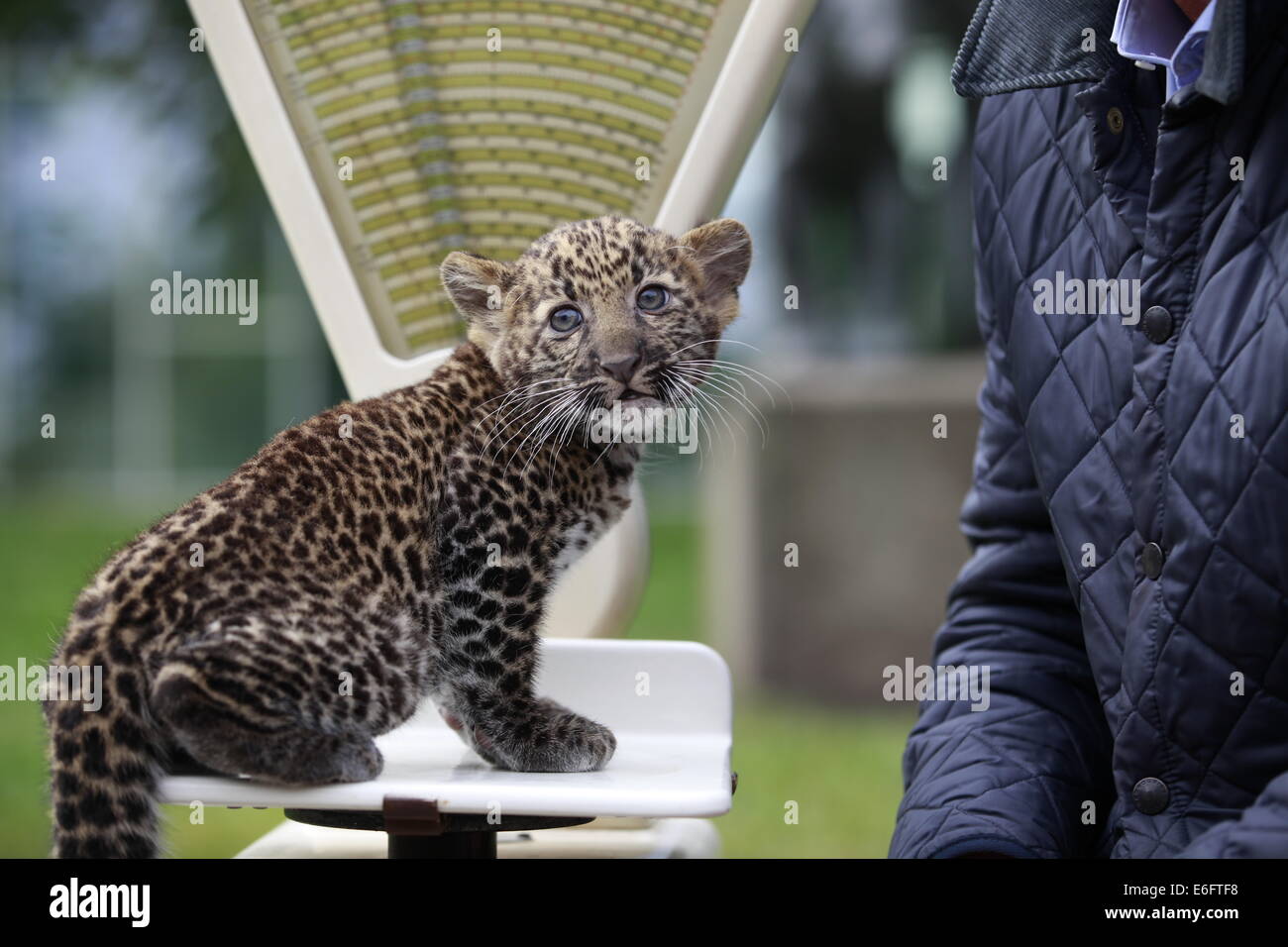 Studbook hi-res stock photography and images - Alamy