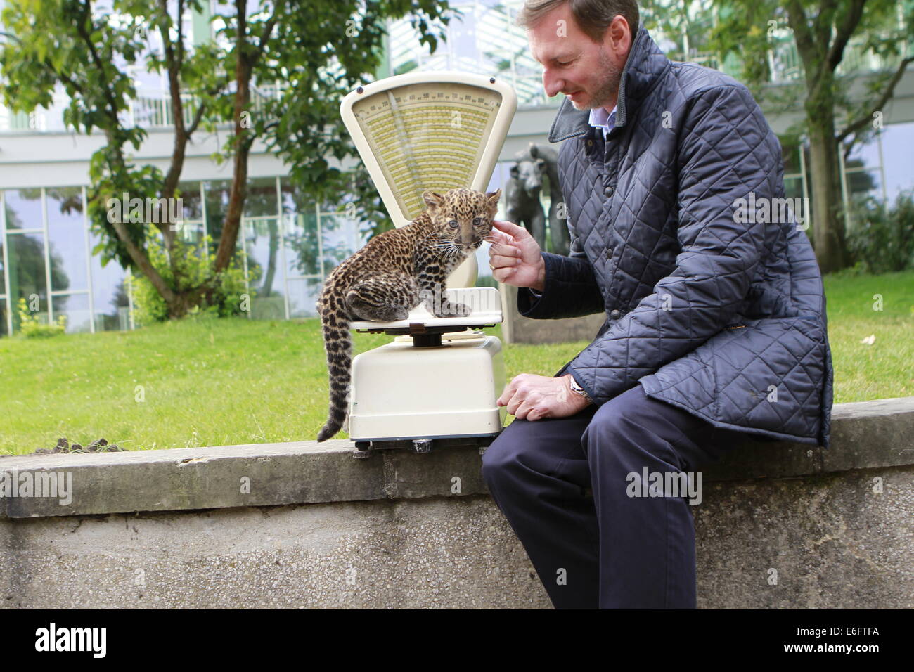 On June 17, 2014, a Java-Leopard was born in the Tierpark Berlin. The ...