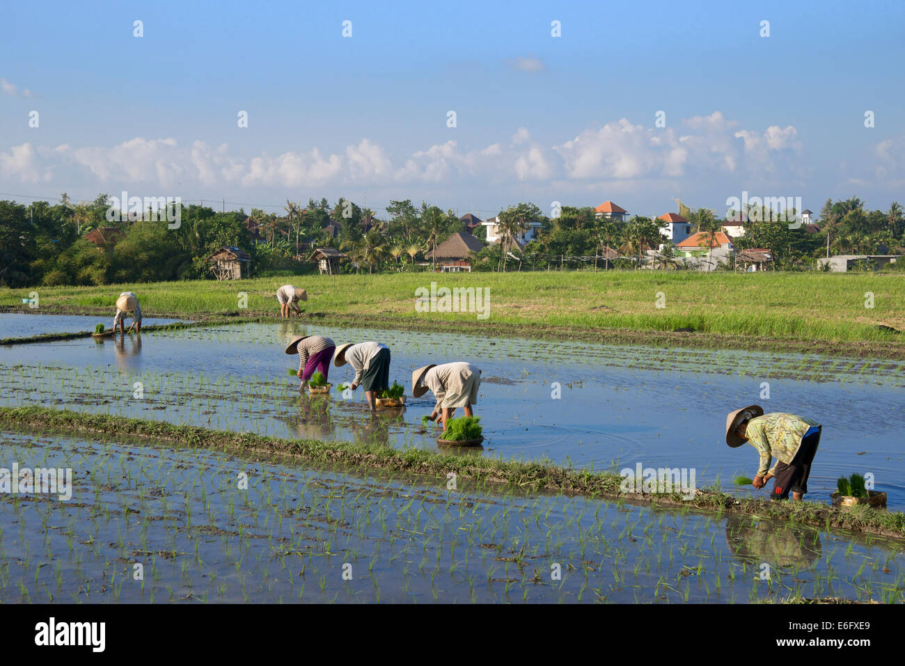 Women planting rice Pererenan Bali Indonesia Stock Photo - Alamy