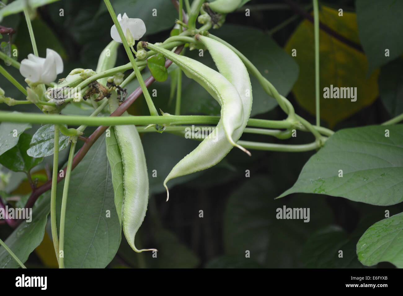 Fuit tree hi-res stock photography and images - Alamy