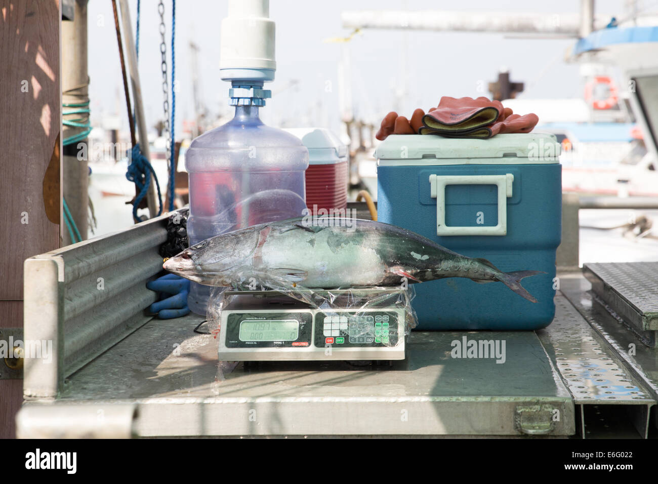 Vancouver Steveston fisherman wharf fish market Stock Photo - Alamy