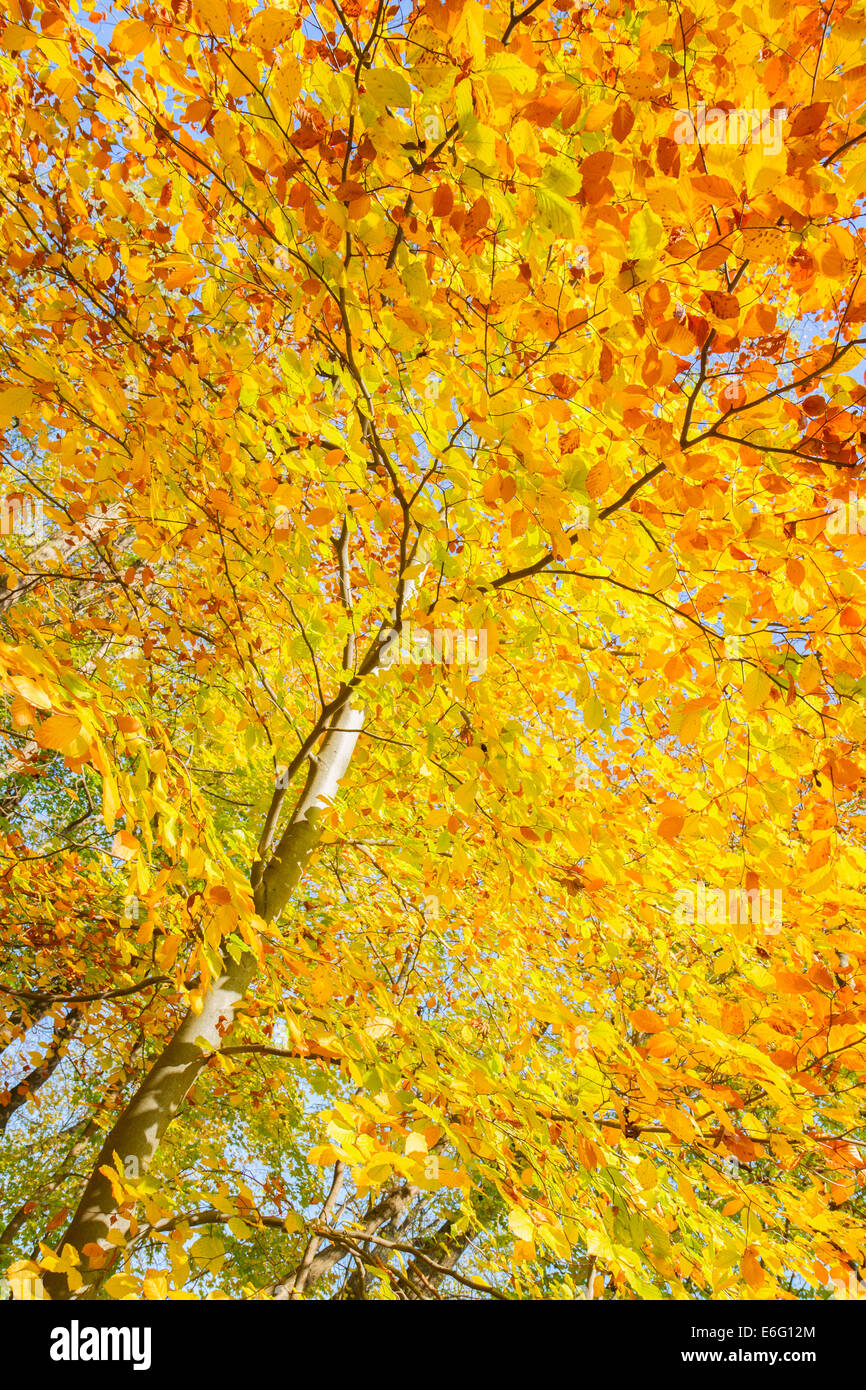 yellow cherry tree in autumn park Stock Photo - Alamy