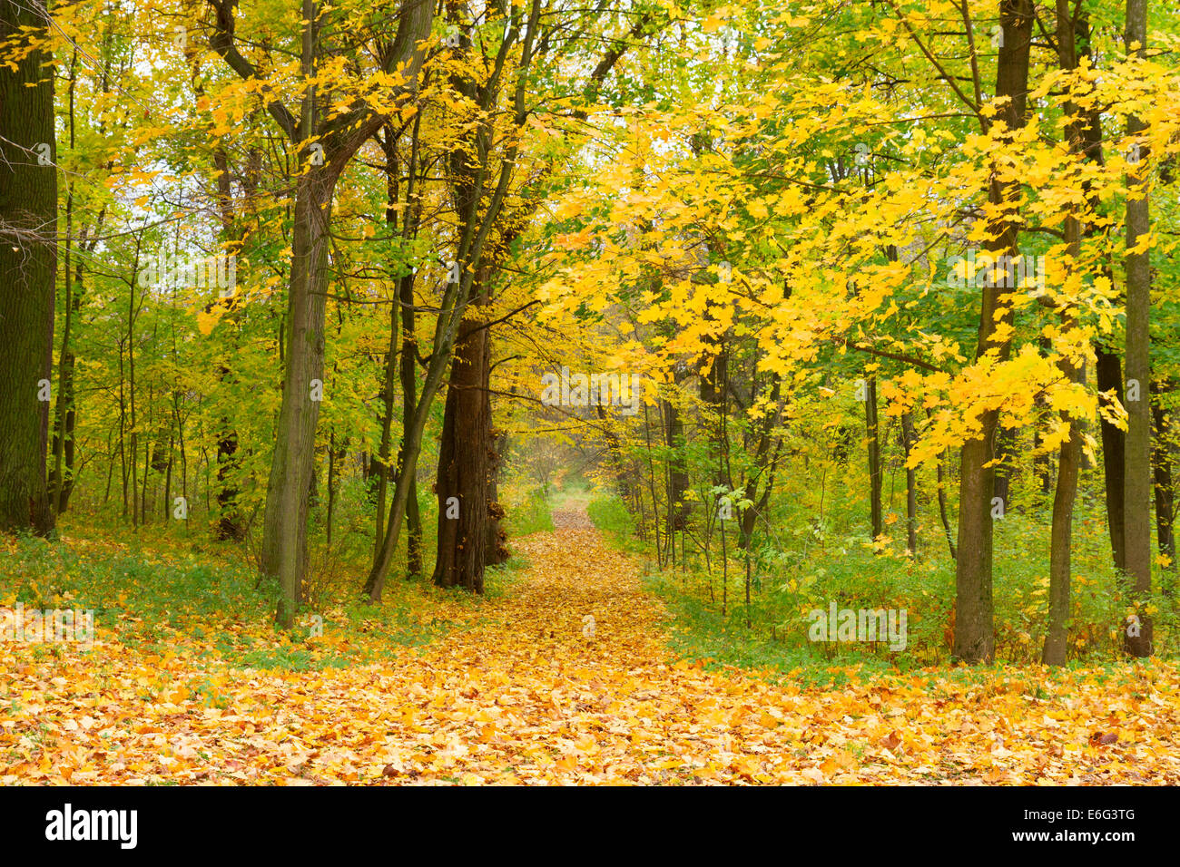path in fall park Stock Photo - Alamy