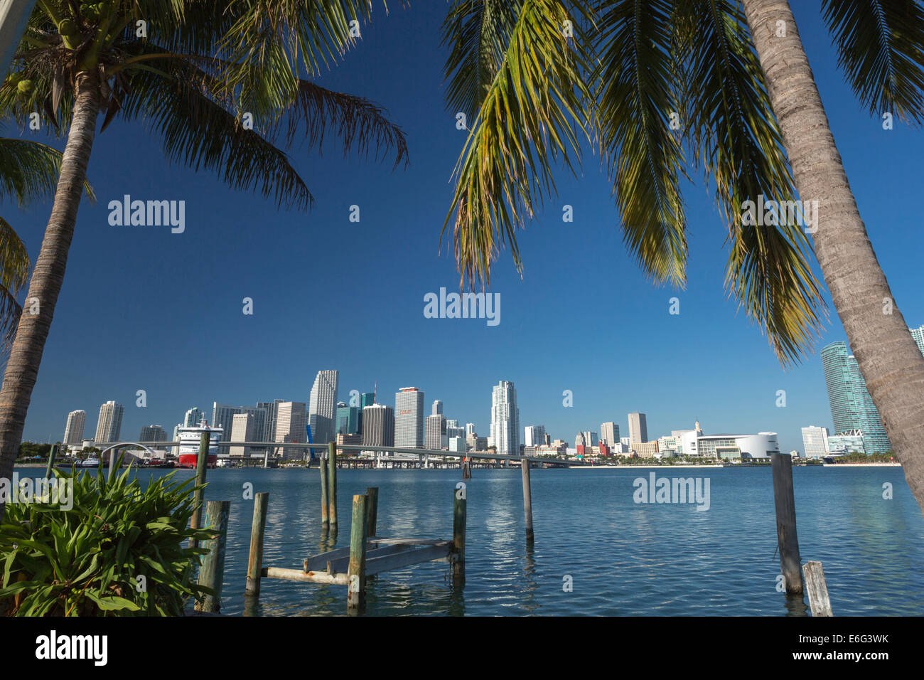PALM TREES WATSON ISLAND DOWNTOWN SKYLINE BISCAYNE BAY MIAMI FLORIDA ...