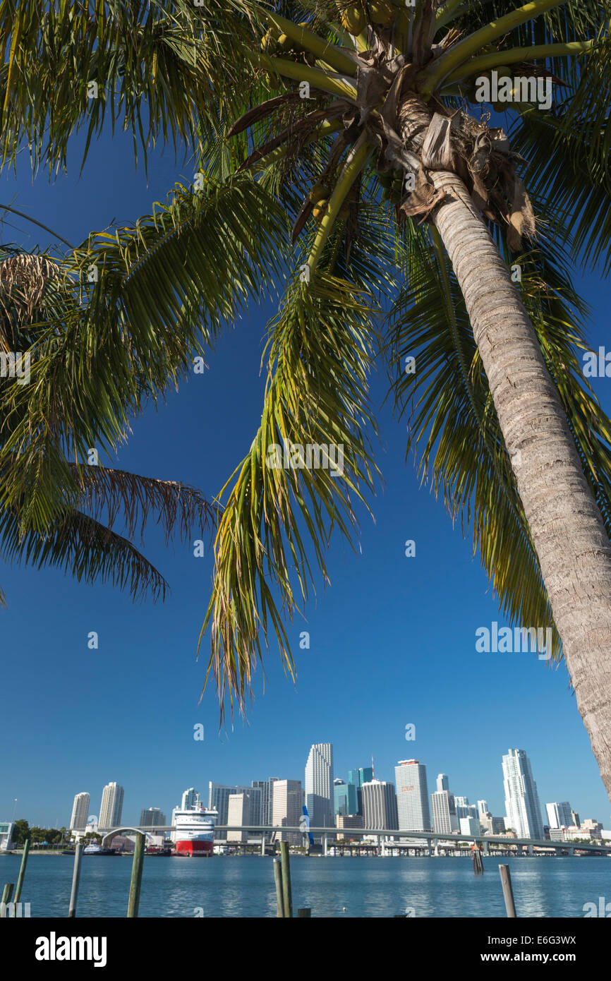PALM TREES WATSON ISLAND DOWNTOWN SKYLINE BISCAYNE BAY MIAMI FLORIDA ...