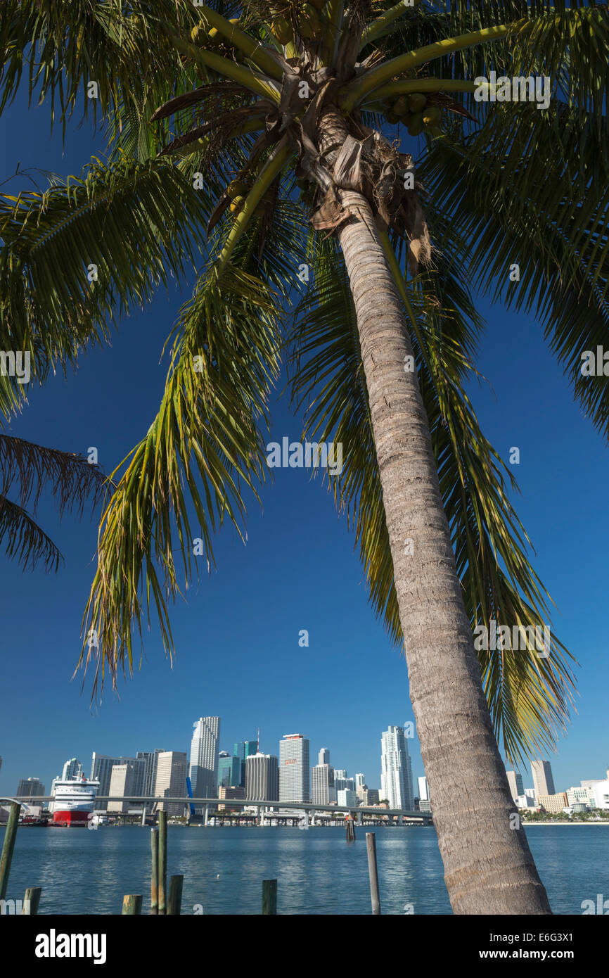 PALM TREES WATSON ISLAND DOWNTOWN SKYLINE BISCAYNE BAY MIAMI FLORIDA ...