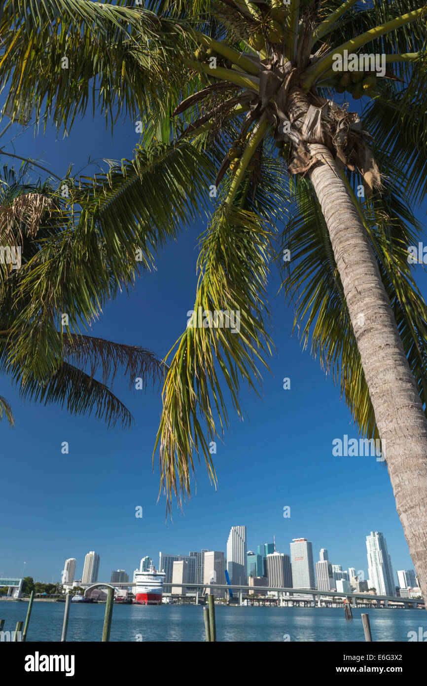 PALM TREES WATSON ISLAND DOWNTOWN SKYLINE BISCAYNE BAY MIAMI FLORIDA ...