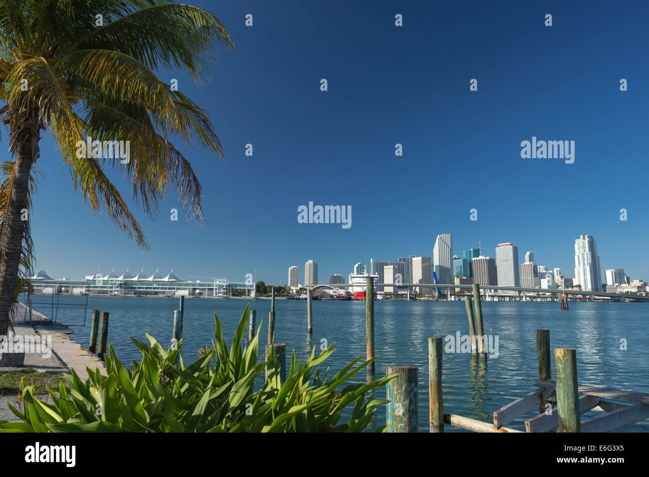 PALM TREES WATSON ISLAND DOWNTOWN SKYLINE BISCAYNE BAY MIAMI FLORIDA ...