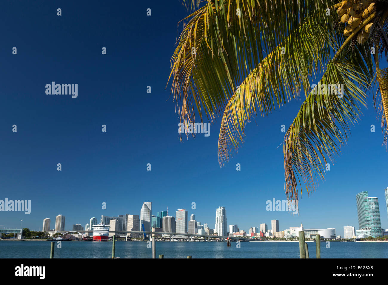 PALM TREES WATSON ISLAND DOWNTOWN SKYLINE BISCAYNE BAY MIAMI FLORIDA ...