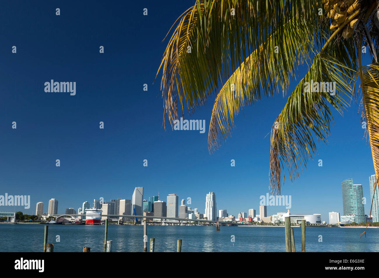 PALM TREES WATSON ISLAND DOWNTOWN SKYLINE BISCAYNE BAY MIAMI FLORIDA ...